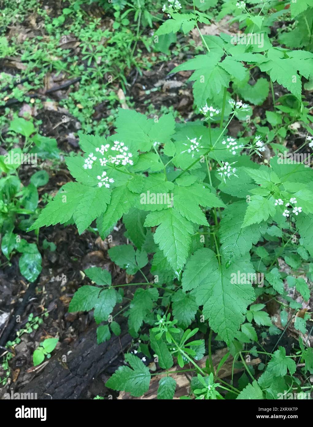 aniseroot (Osmorhiza longistylis) Plantae Stock Photo - Alamy