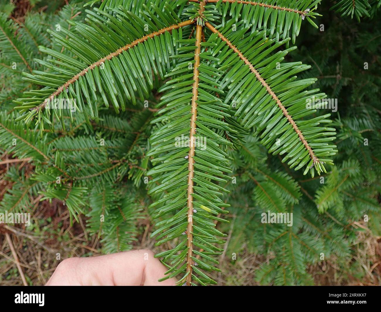 grand fir (Abies grandis) Plantae Stock Photo - Alamy