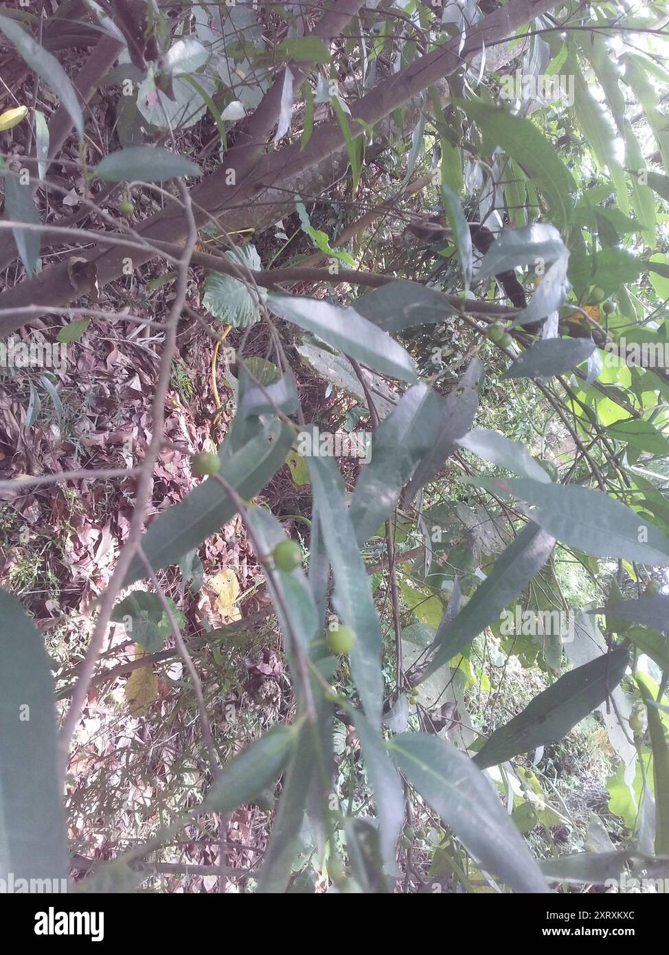 King's Fig (Ficus ampelos) Plantae Stock Photo - Alamy