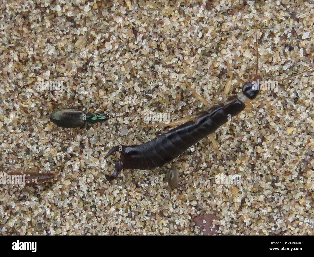 Anisolabis hi-res stock photography and images - Alamy