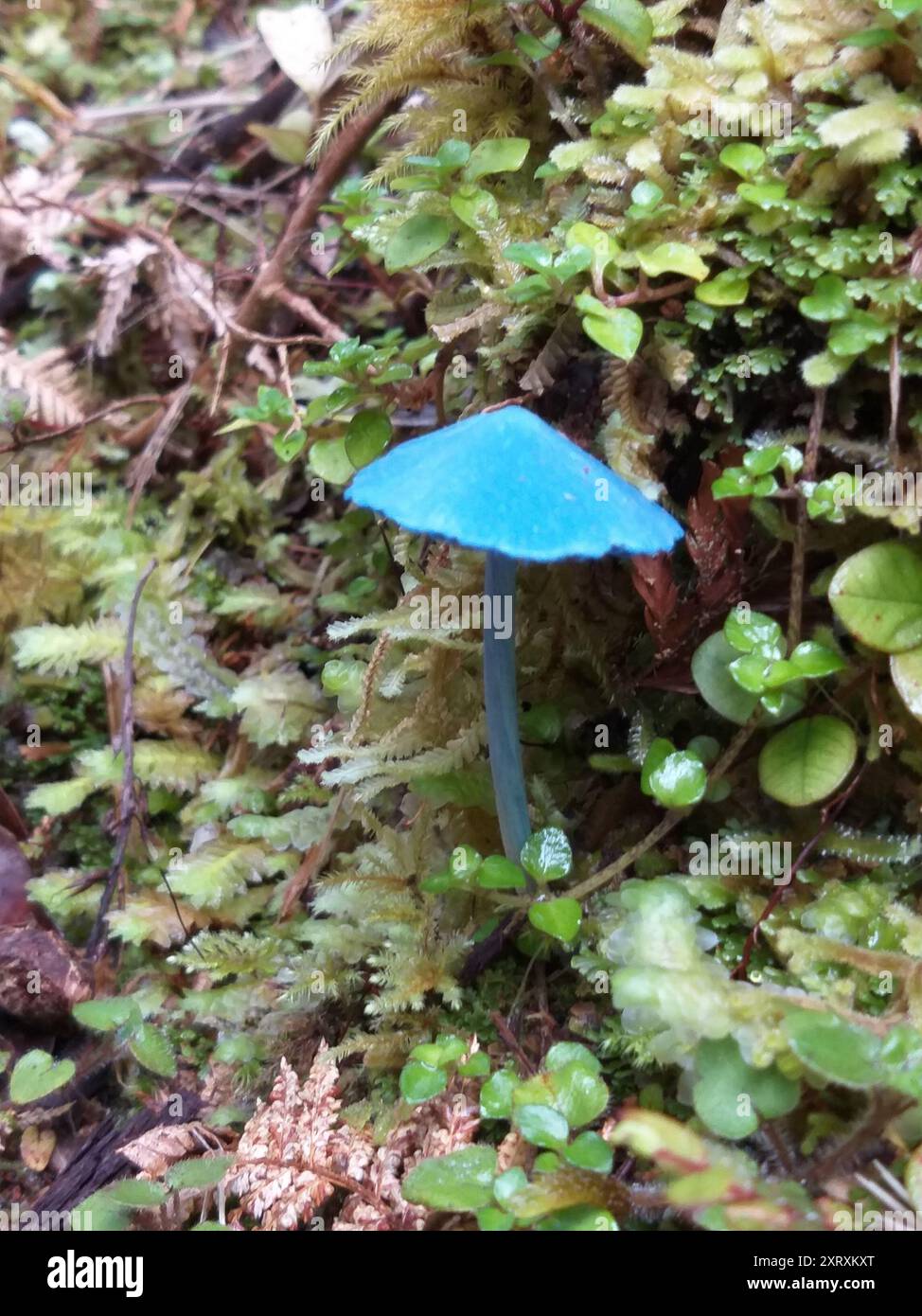 blue pinkgill (Entoloma hochstetteri) Fungi Stock Photo - Alamy