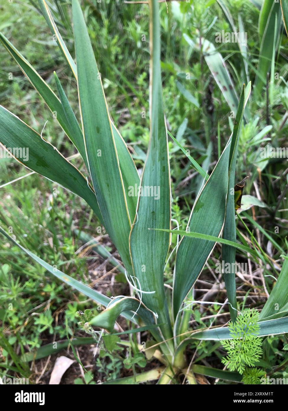 Arkansas yucca hi-res stock photography and images - Alamy