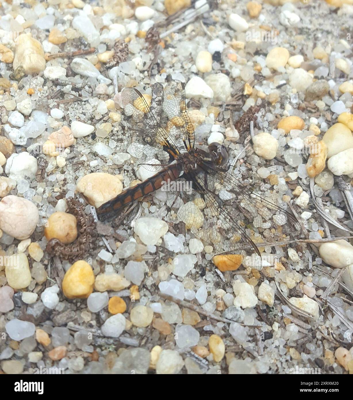 Blue Corporal (Ladona deplanata) Insecta Stock Photo - Alamy