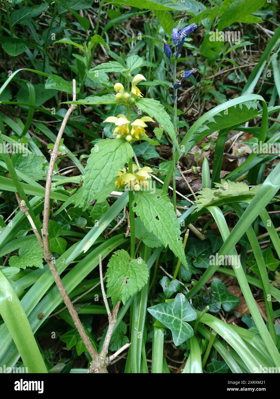 yellow archangel (Lamium galeobdolon) Plantae Stock Photo - Alamy