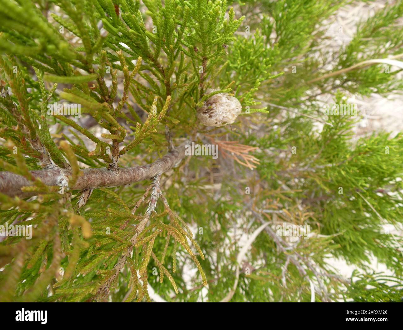 Chinese Mantis (Tenodera sinensis) Insecta Stock Photo - Alamy