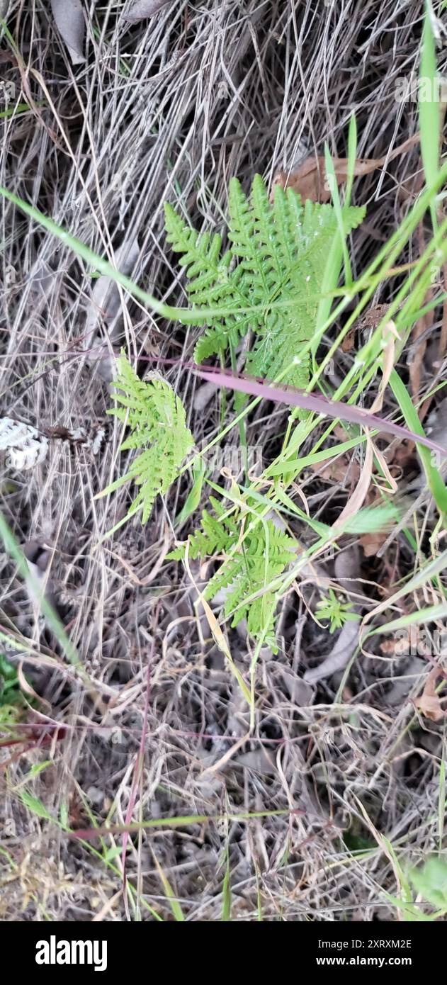 San Diego Silverback Fern (Pentagramma glanduloviscida) Plantae Stock ...