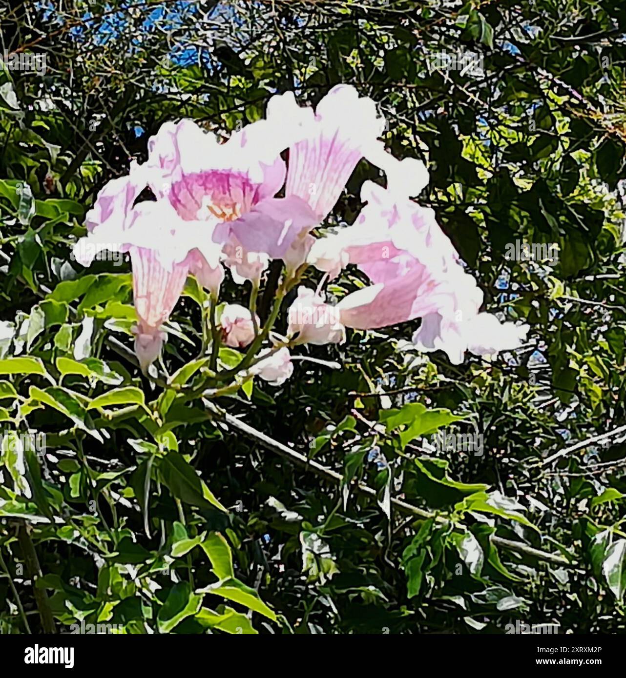 Golden-Peas (Calpurnia) Plantae Stock Photo - Alamy