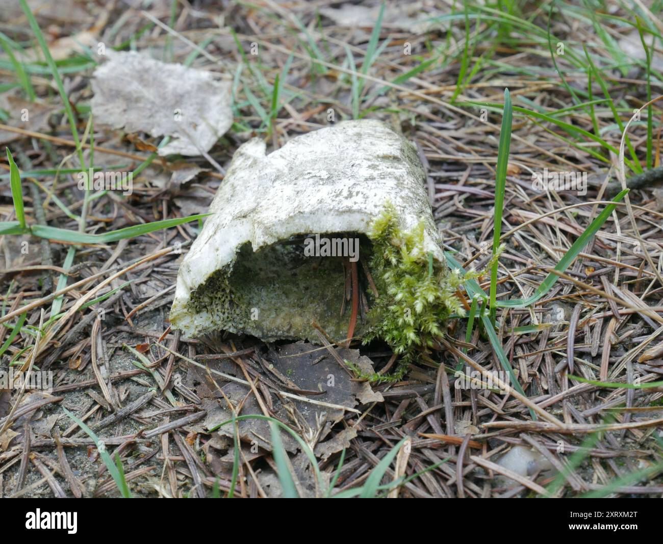 Mammals (Mammalia) Mammalia Stock Photo - Alamy