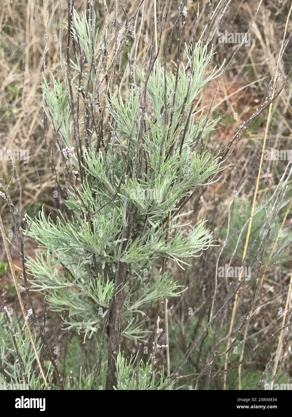 Artemisia filifolia hi-res stock photography and images - Alamy