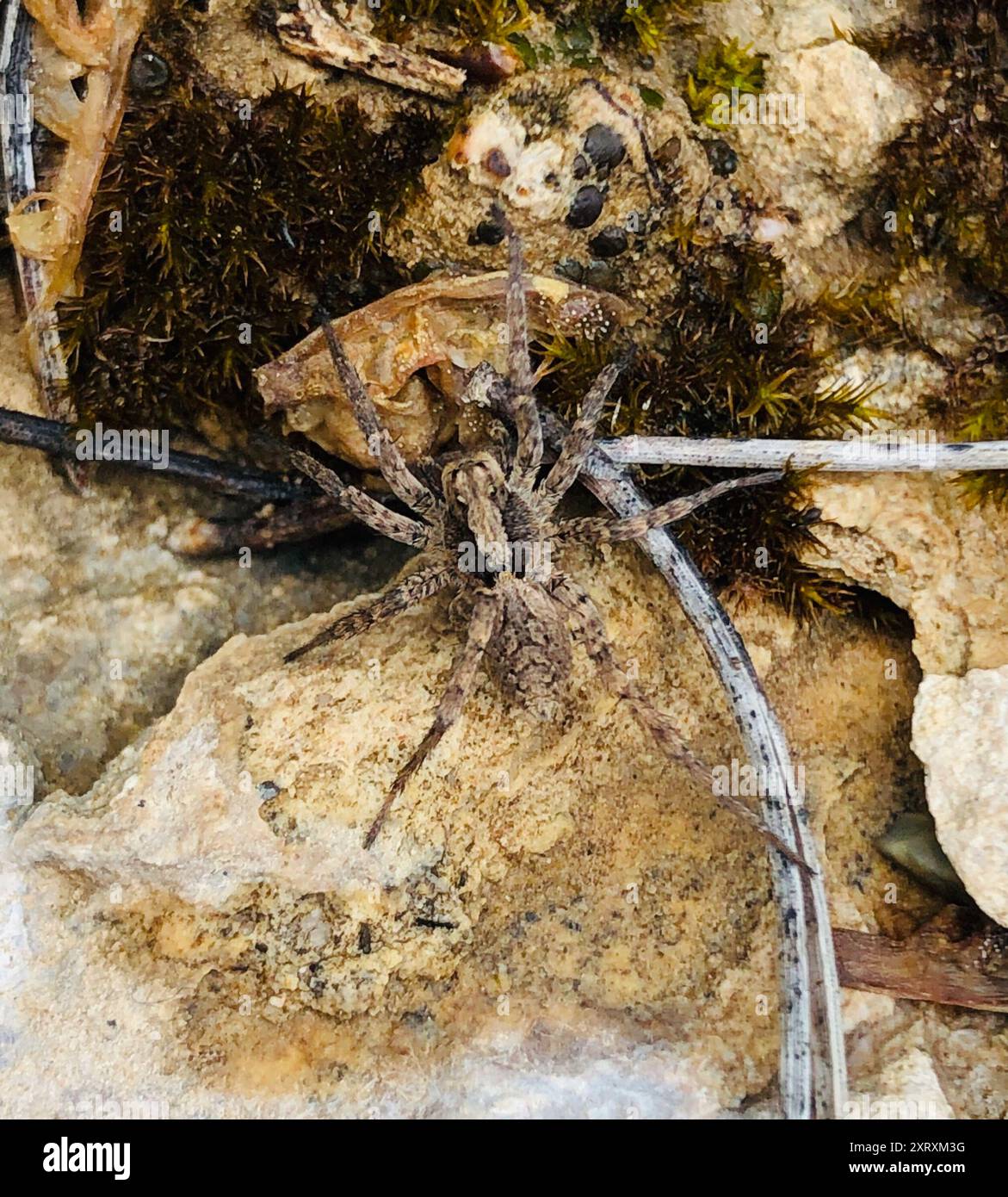 Fox Spiders (Alopecosa) Arachnida Stock Photo - Alamy