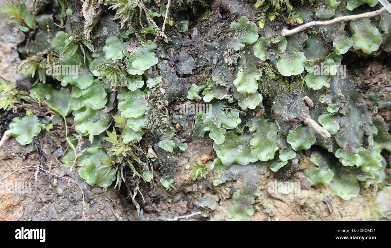 common pellia (Pellia epiphylla) Plantae Stock Photo - Alamy