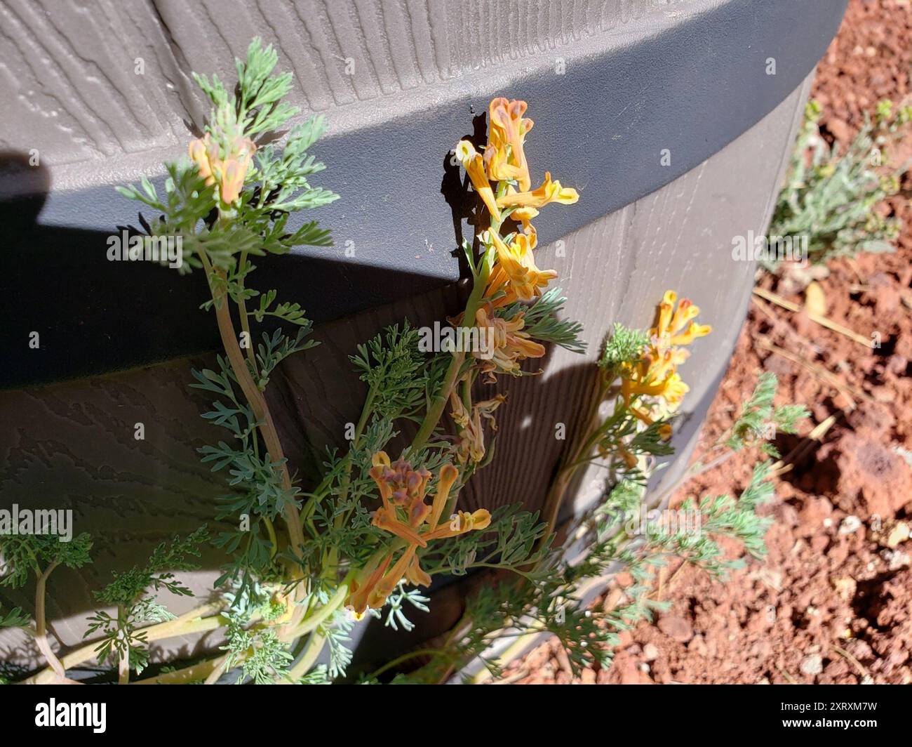 golden corydalis (Corydalis aurea) Plantae Stock Photo - Alamy