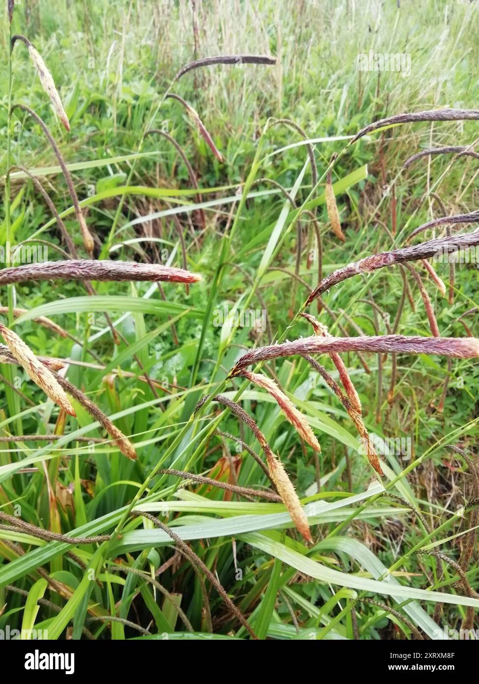 Hanging sedge (Carex pendula) Plantae Stock Photo - Alamy