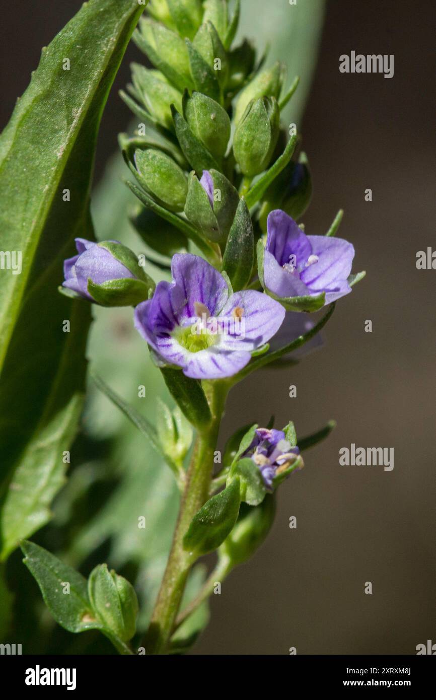 blue water-speedwell (Veronica anagallis-aquatica) Plantae Stock Photo ...