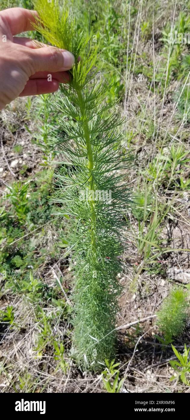 standing cypress (Ipomopsis rubra) Plantae Stock Photo - Alamy