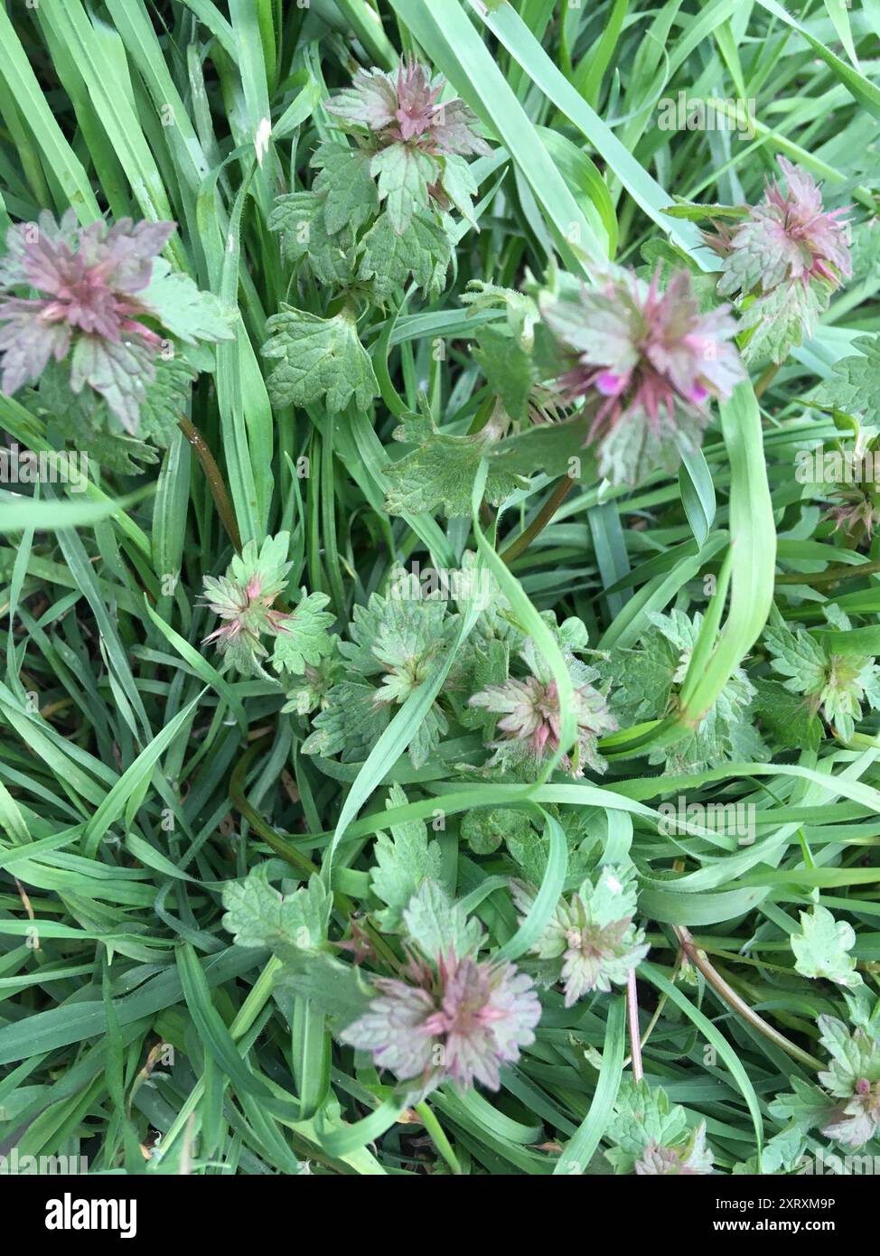 cutleaf deadnettle (Lamium hybridum) Plantae Stock Photo - Alamy