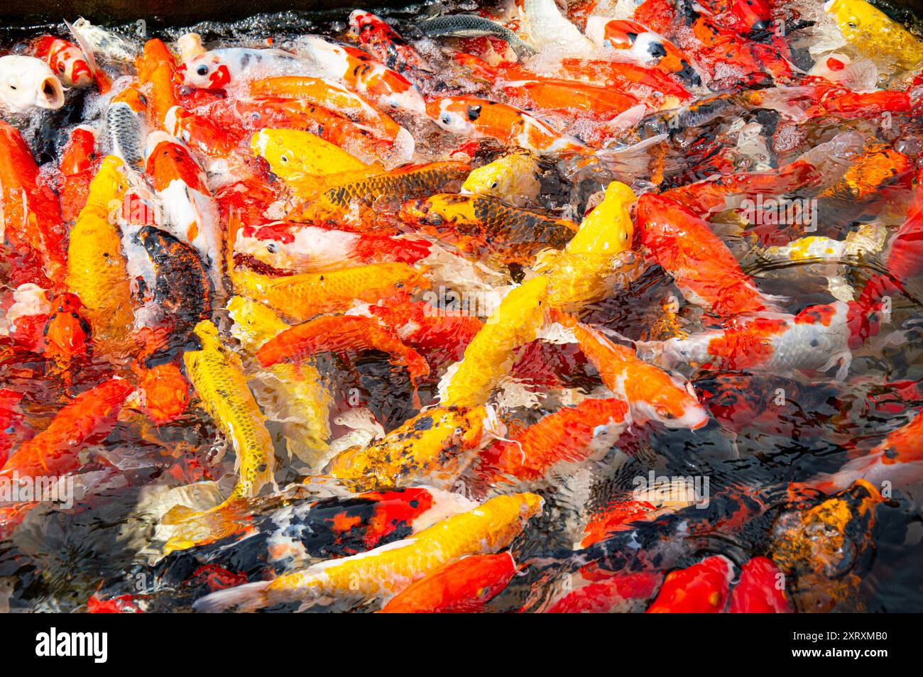 Colorful koi fish in the lake with reflections of tree shadows. Group ...