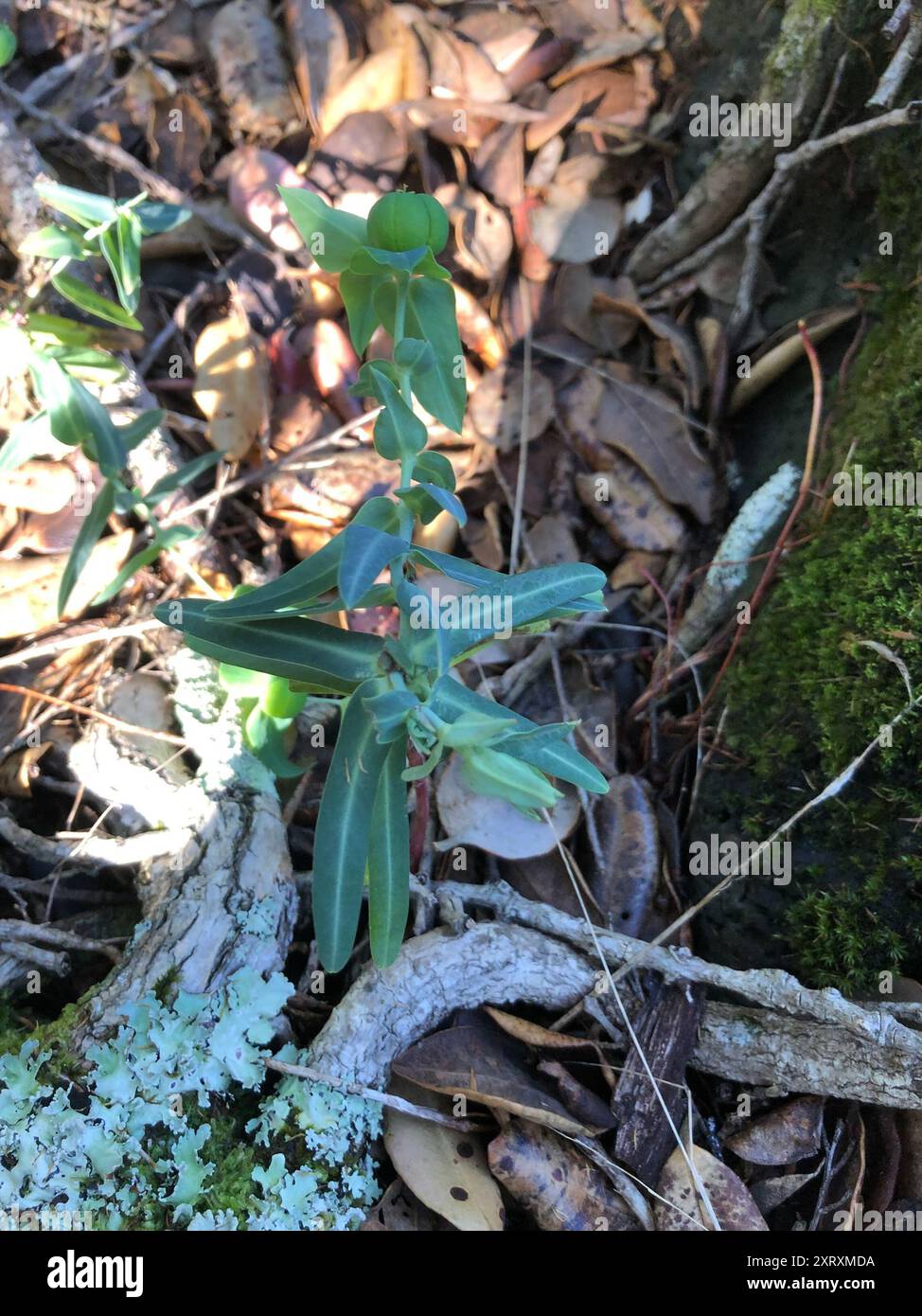 caper spurge (Euphorbia lathyris) Plantae Stock Photo - Alamy