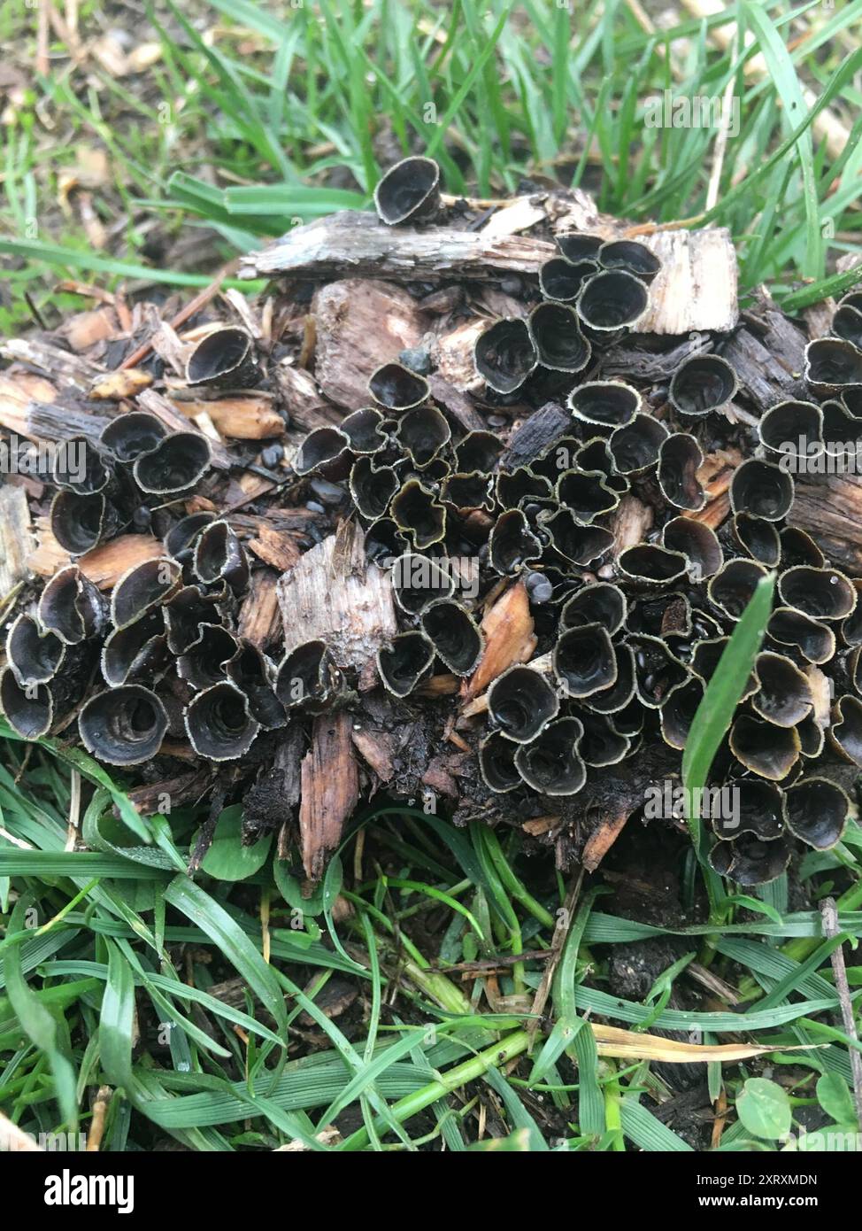 bird's nest fungi (Nidulariaceae) Fungi Stock Photo - Alamy