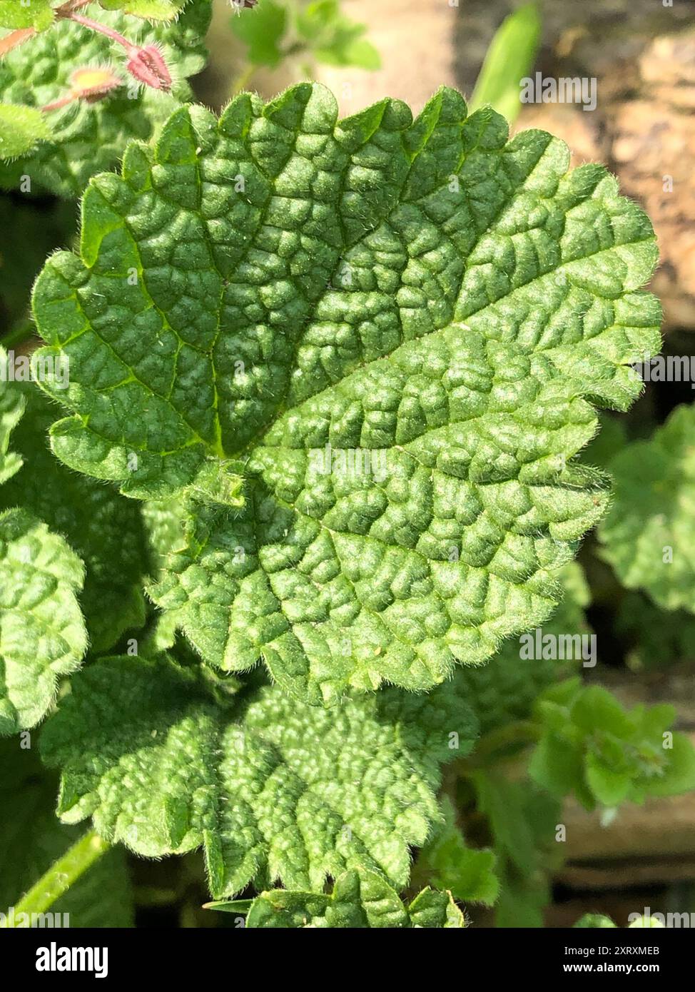 mint family (Lamiaceae) Plantae Stock Photo - Alamy