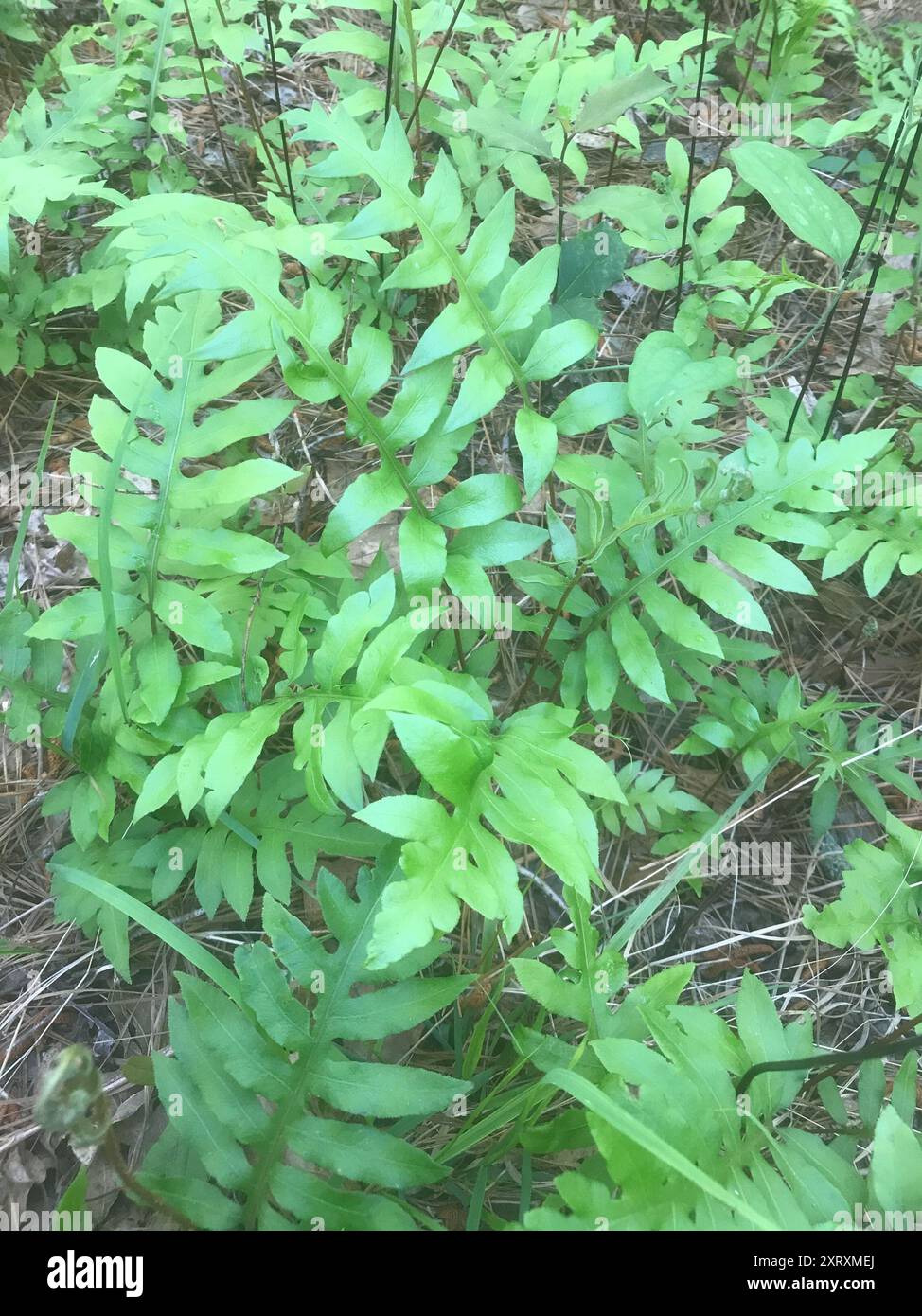 netted chain fern (Woodwardia areolata) Plantae Stock Photo - Alamy