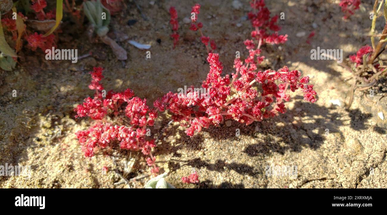 sand pygmyweed (Crassula connata) Plantae Stock Photo - Alamy