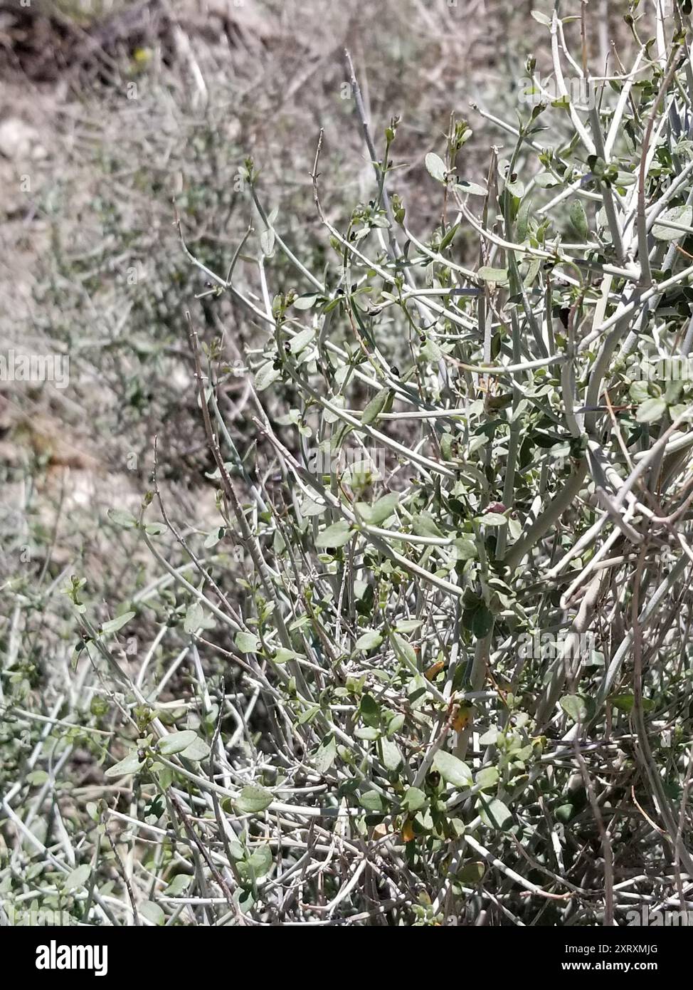 Paperbag Bush (Scutellaria mexicana) Plantae Stock Photo - Alamy
