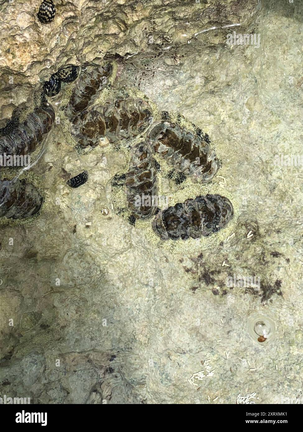 Acanthopleura granulata hi-res stock photography and images - Alamy