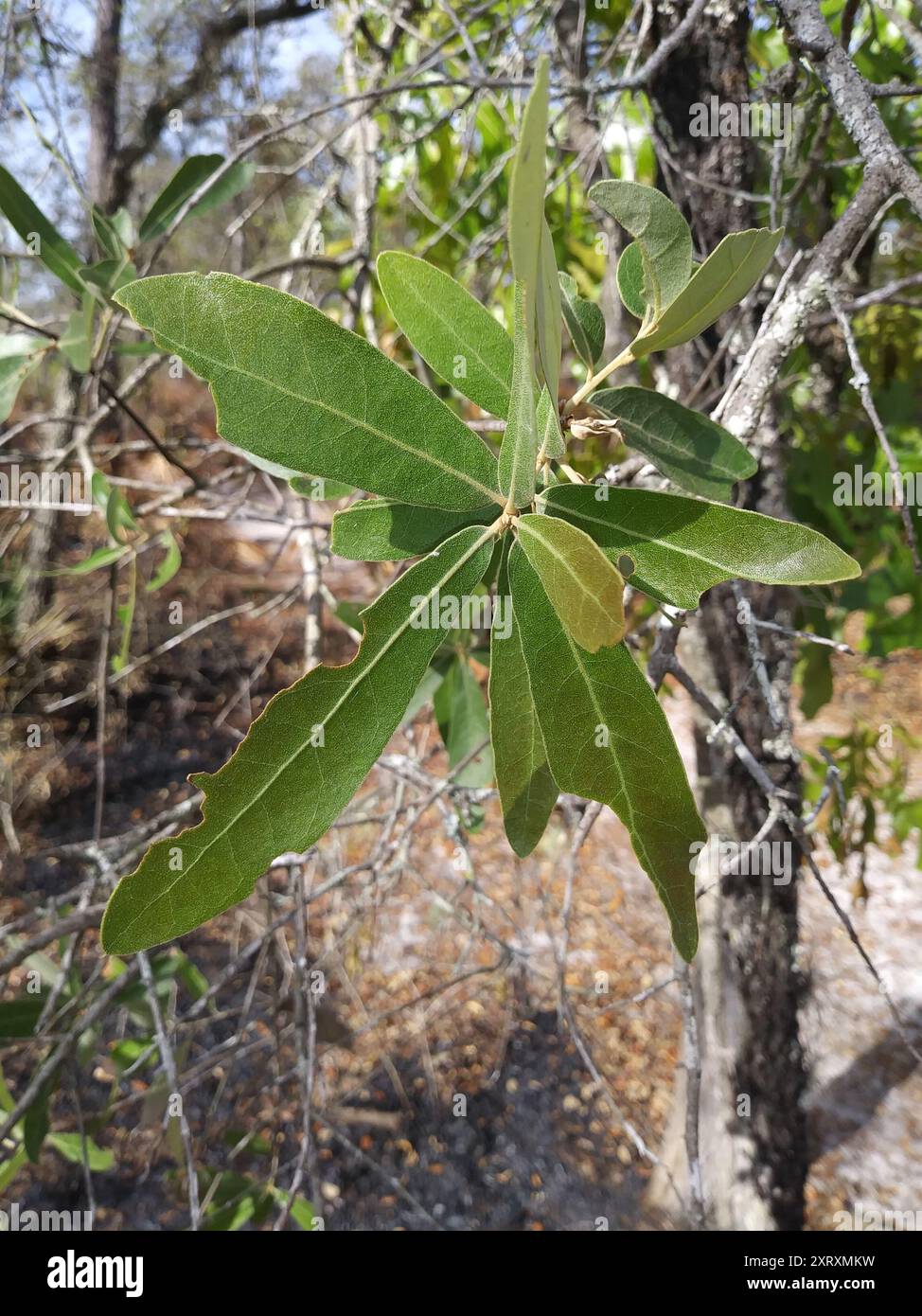 bluejack oak (Quercus incana) Plantae Stock Photo - Alamy