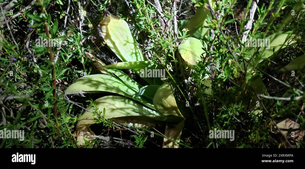 Chalk Dudleya (Dudleya pulverulenta) Plantae Stock Photo - Alamy