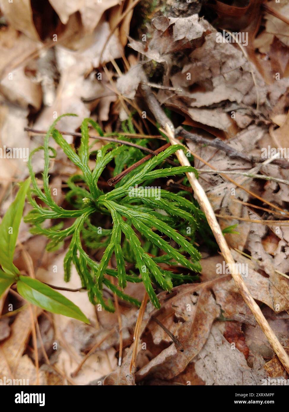 fan clubmoss (Diphasiastrum digitatum) Plantae Stock Photo - Alamy