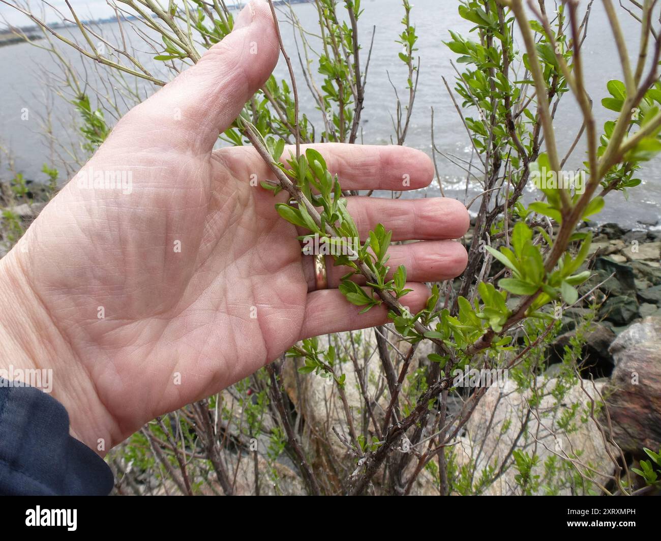 groundsel tree (Baccharis halimifolia) Plantae Stock Photo - Alamy