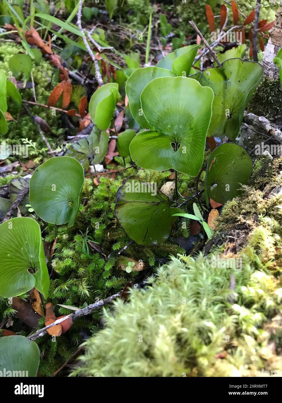 kidney fern (Hymenophyllum nephrophyllum) Plantae Stock Photo - Alamy