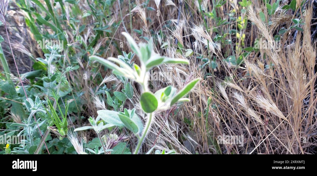 vascular plants (Tracheophyta) Plantae Stock Photo - Alamy