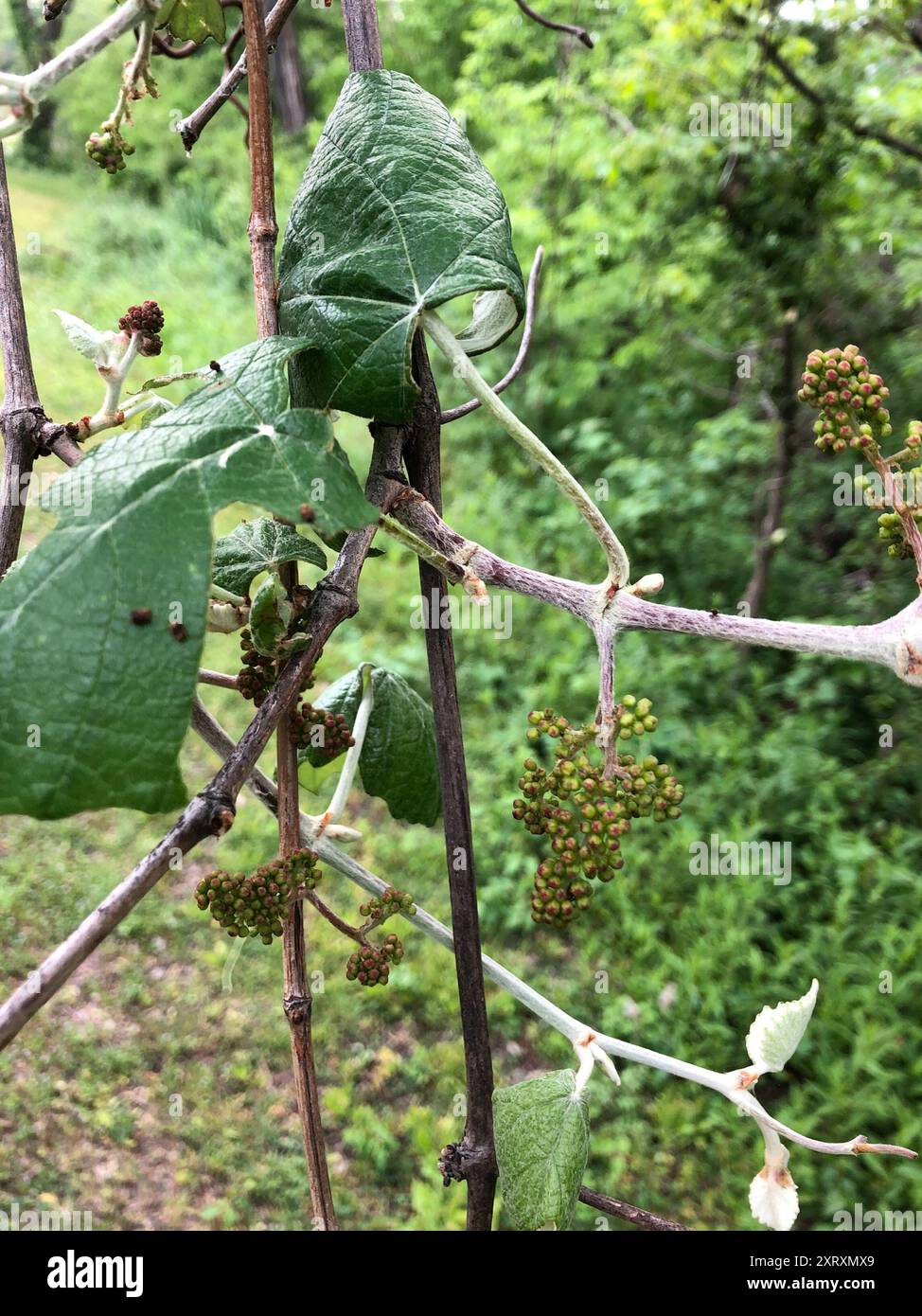 Vitis mustangensis hi-res stock photography and images - Alamy