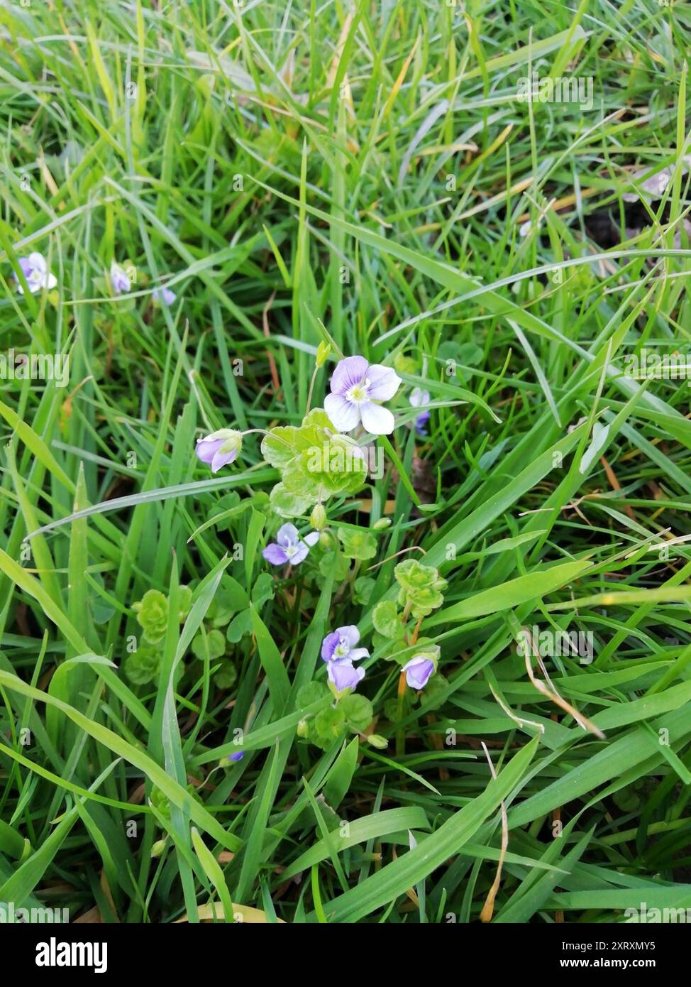 Slender speedwell (Veronica filiformis) Plantae Stock Photo - Alamy