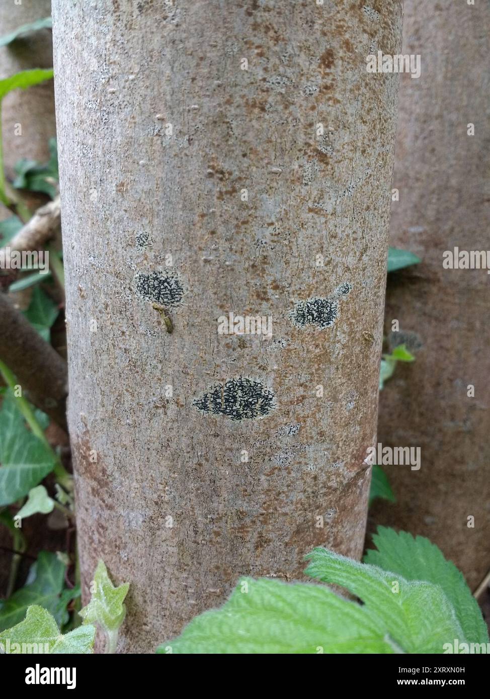 Common Script Lichen (Graphis scripta) Fungi Stock Photo - Alamy