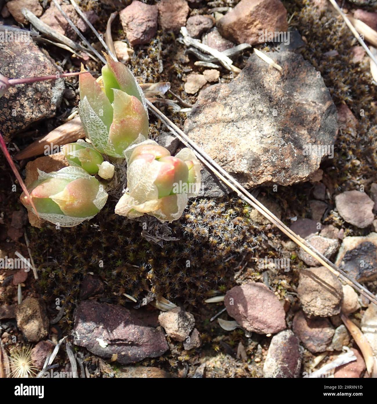 Namaqua Skeletonfig (Mesembryanthemum tortuosum) Plantae Stock Photo ...
