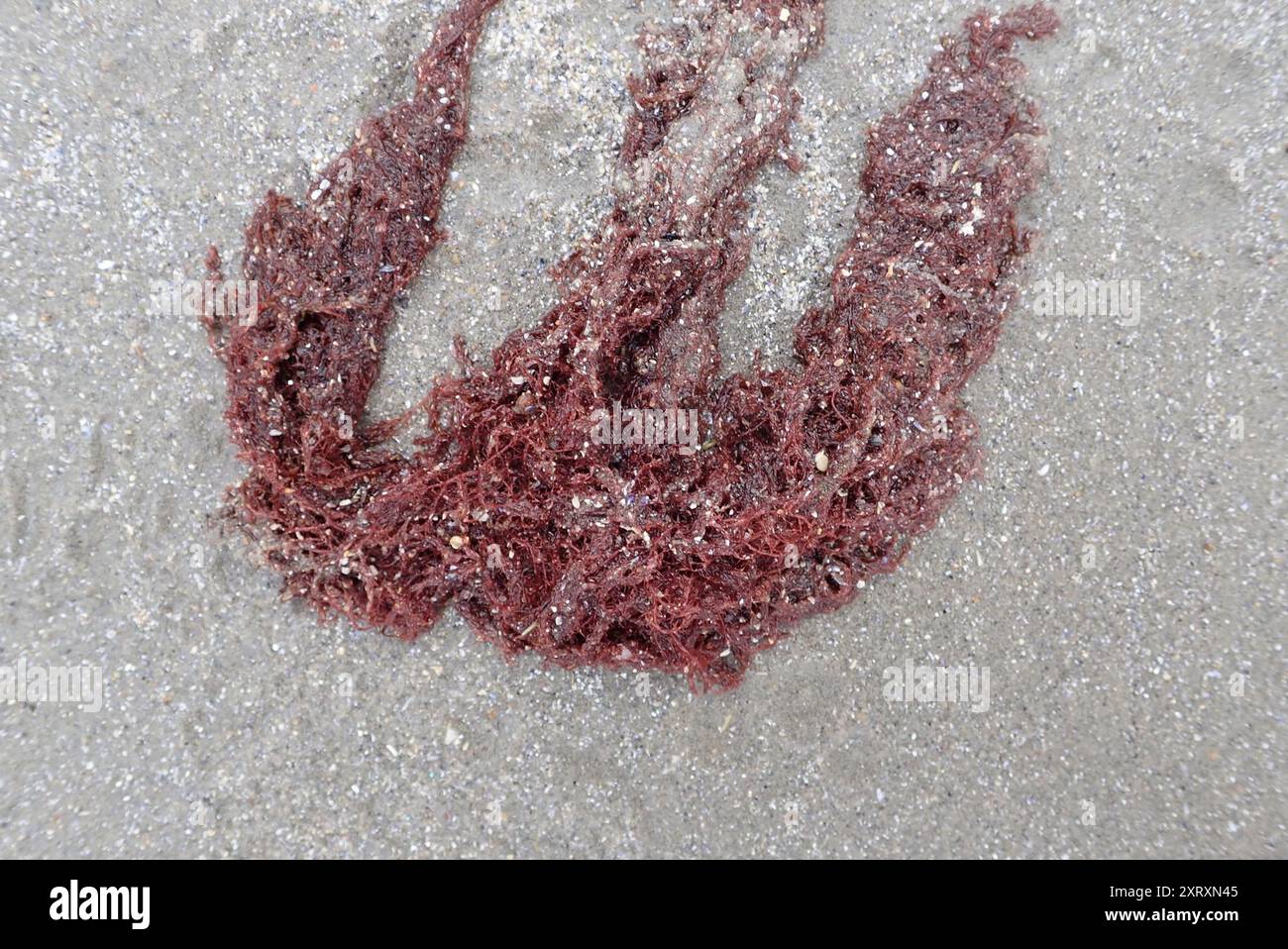 red algae (Rhodophyta) Plantae Stock Photo - Alamy