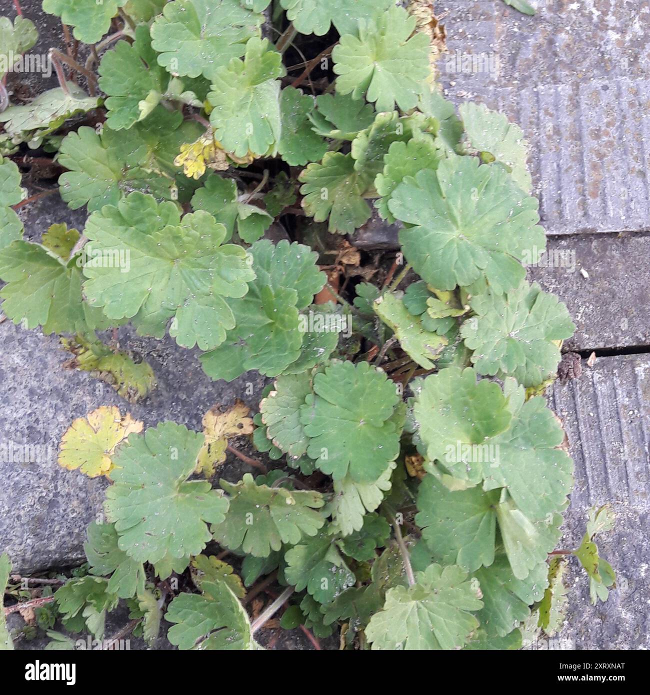 Dove's-foot crane's-bill (Geranium molle) Plantae Stock Photo - Alamy