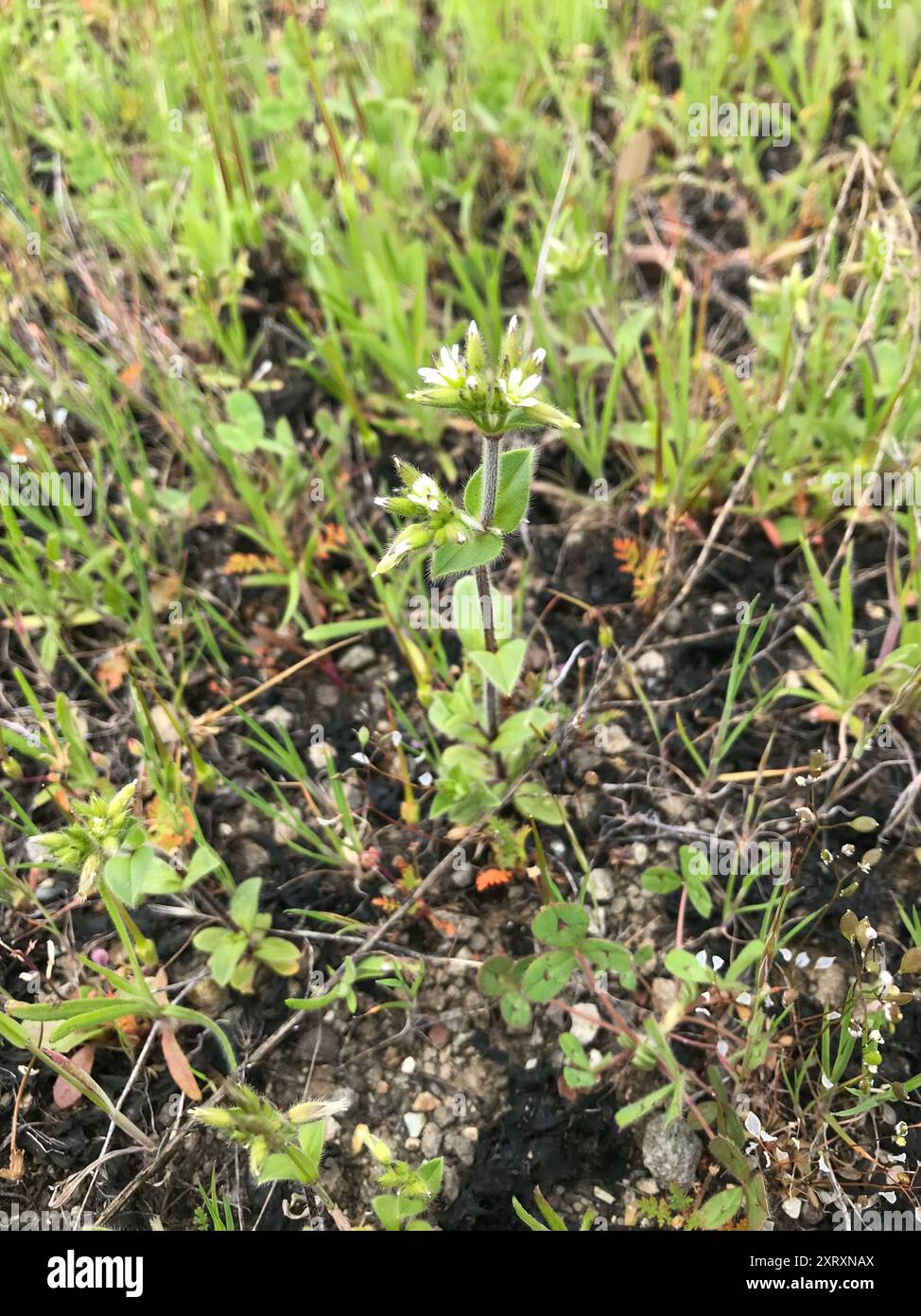 Sticky mouse-ear chickweed (Cerastium glomeratum) Plantae Stock Photo ...