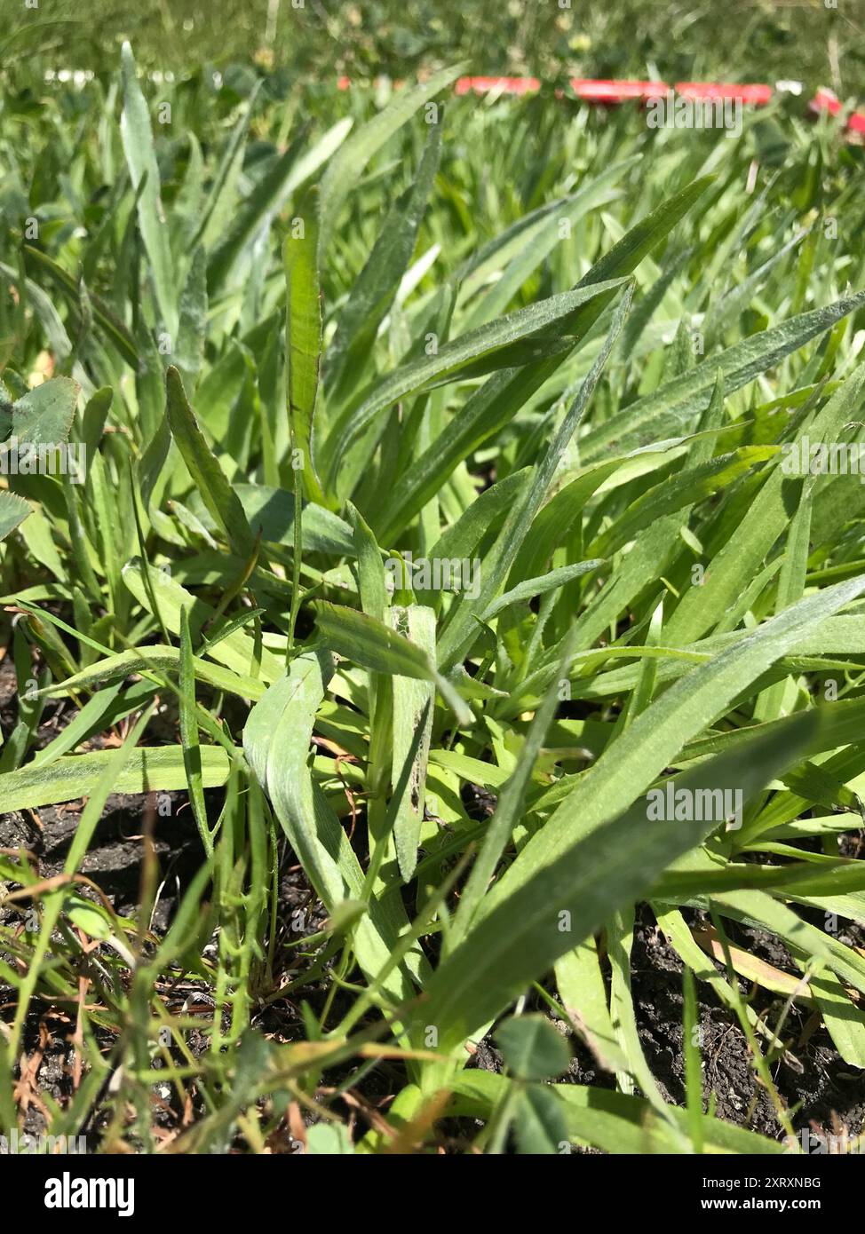 Woodrush tarweed (Hemizonia congesta luzulifolia) Plantae Stock Photo ...
