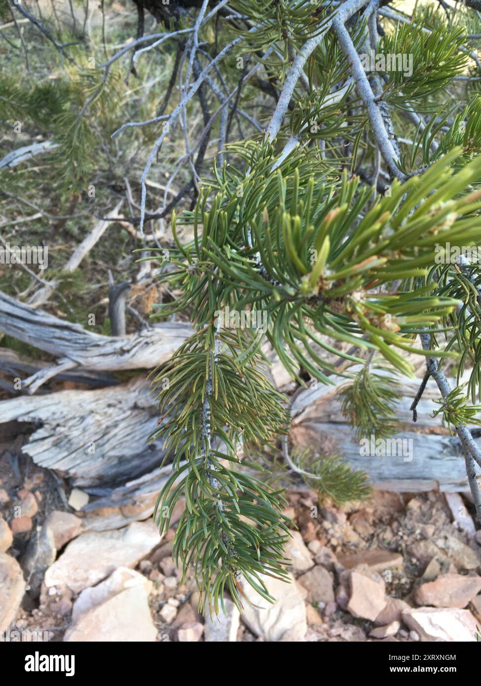 Colorado Pinyon (Pinus edulis) Plantae Stock Photo - Alamy