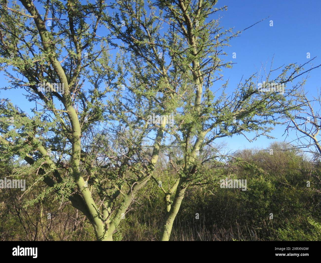 palo brea (Parkinsonia praecox) Plantae Stock Photo - Alamy
