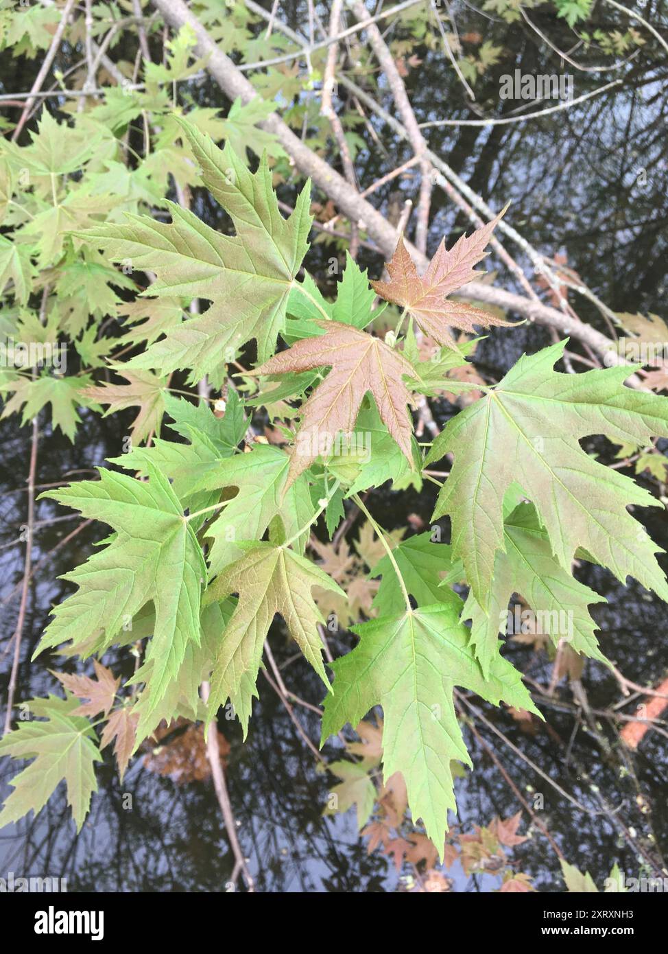silver maple (Acer saccharinum) Plantae Stock Photo - Alamy