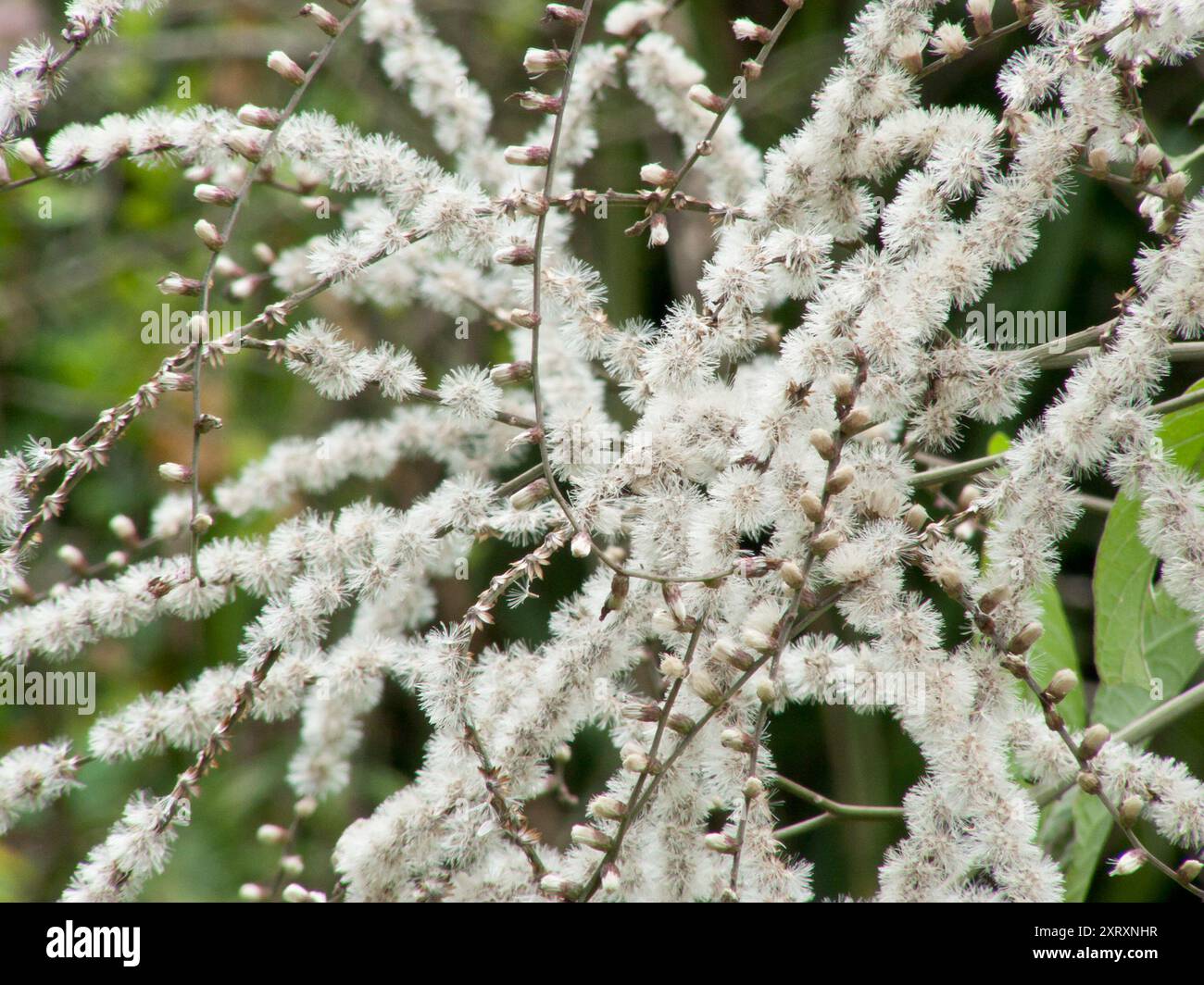 flowering plants (Angiospermae) Plantae Stock Photo - Alamy