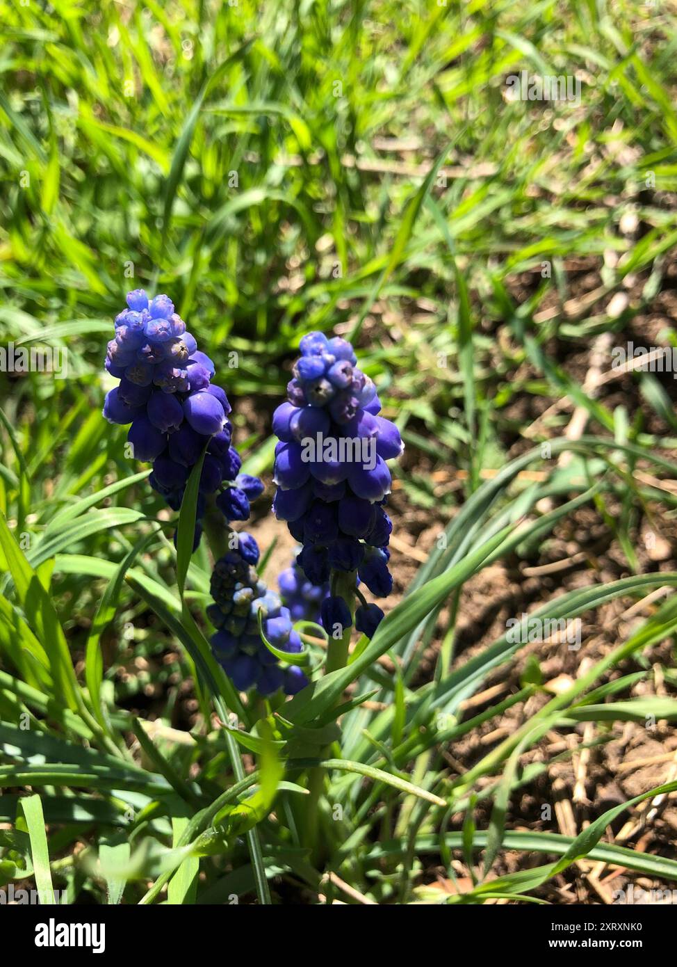 Grape hyacinths (Muscari) Plantae Stock Photo - Alamy