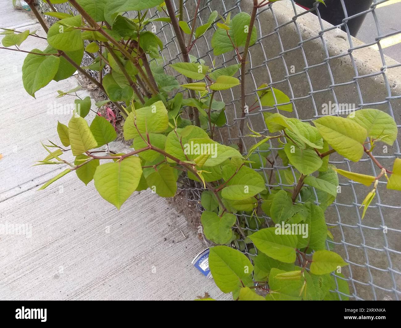 Japanese knotweed (Reynoutria japonica) Plantae Stock Photo - Alamy