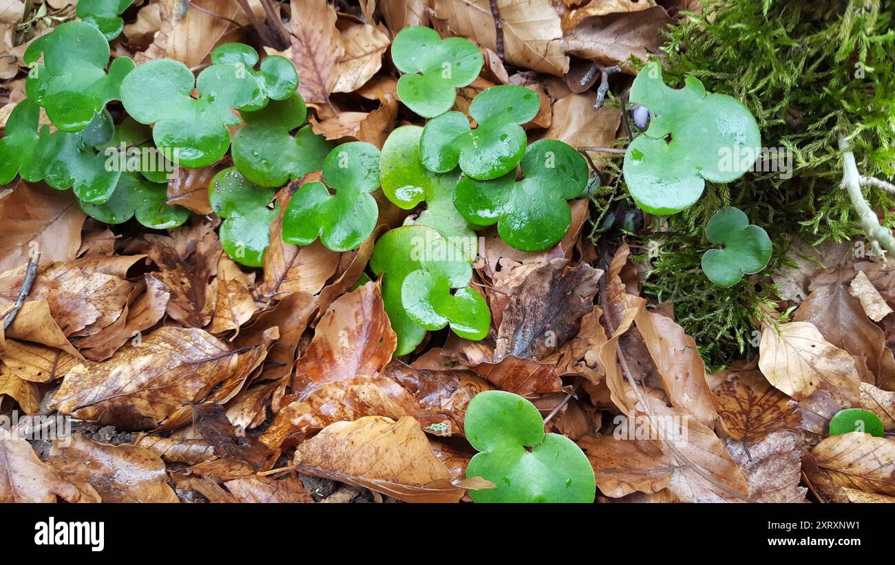 Liverleaf (Hepatica nobilis) Plantae Stock Photo - Alamy