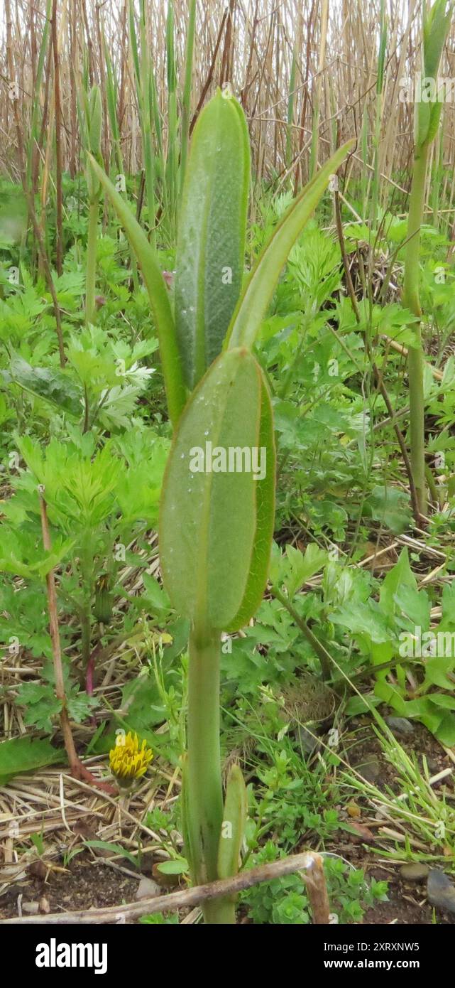 dogbane family (Apocynaceae) Plantae Stock Photo - Alamy